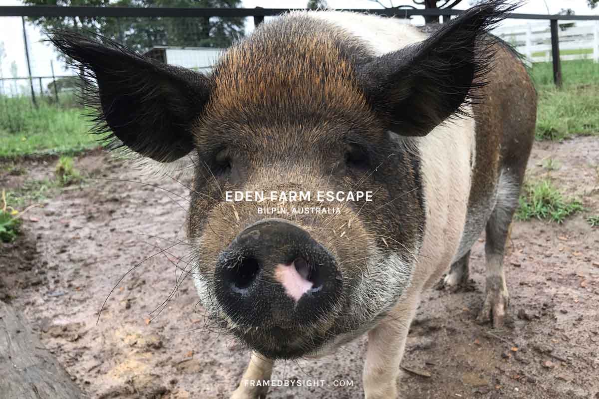 Family Fun And A Dog Friendly Getaway At Eden Farm Escape, Bilpin ...